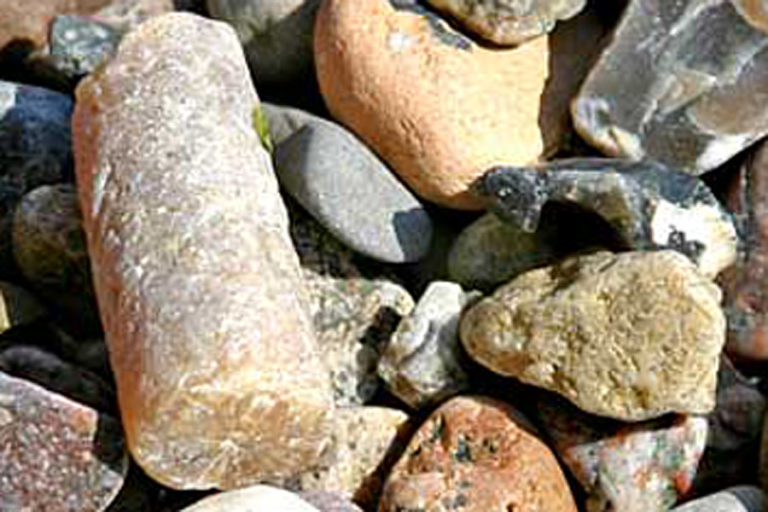 Donnerkeile - Belemniten findet man an der Steilküste von Sassnitz